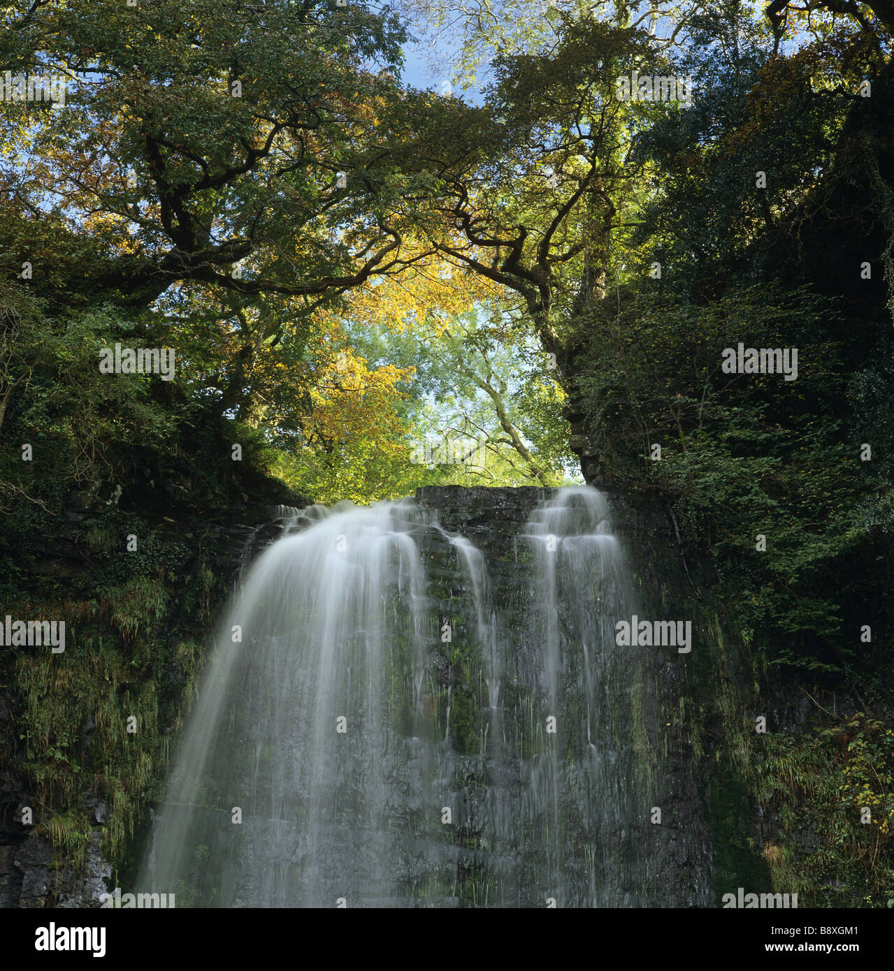 Henrhyd Falls emerging over a ledge, from among the trees, and falling ...
