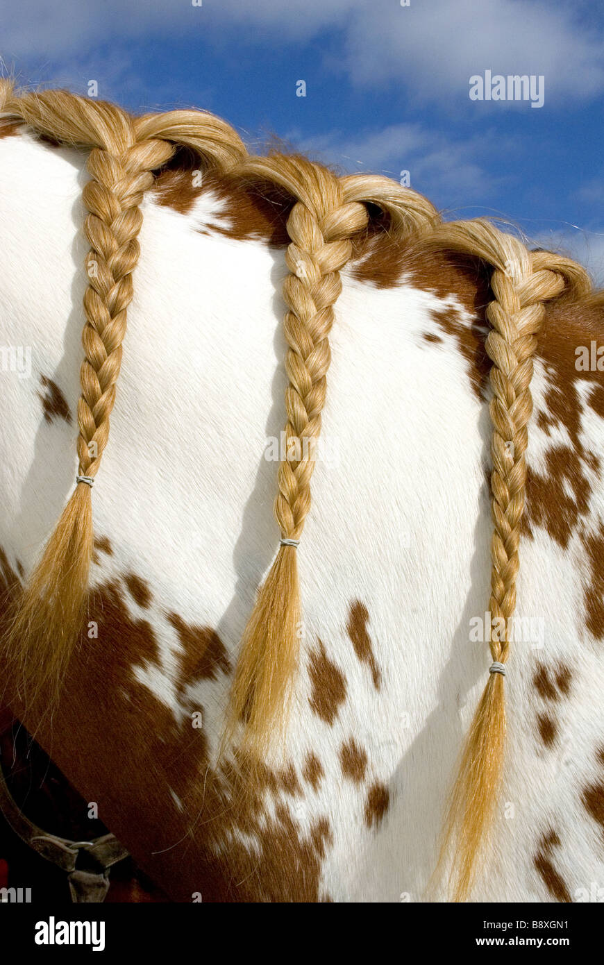 Braided Horse Mane Stock Photo - Alamy