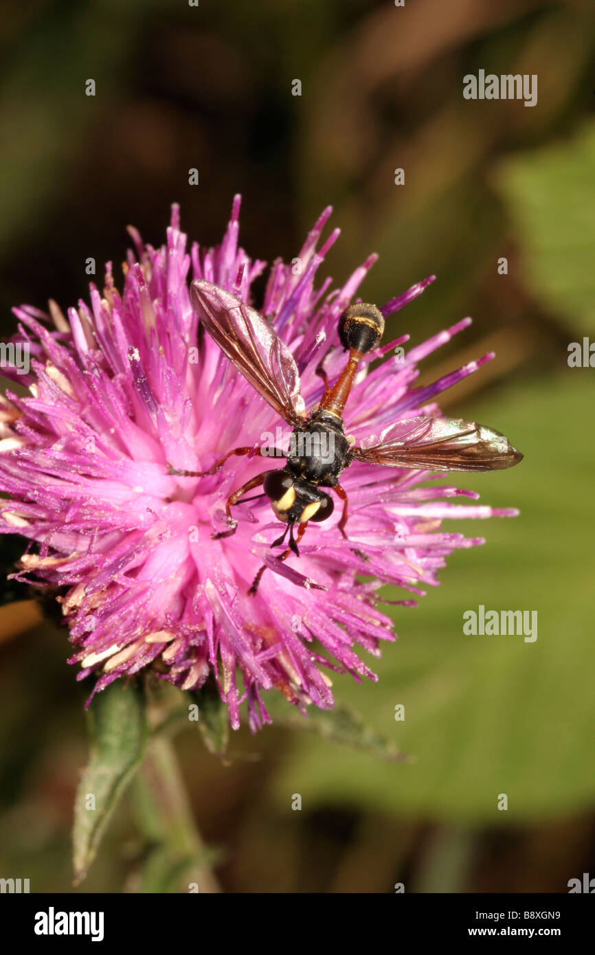 Conopidae hi-res stock photography and images - Alamy