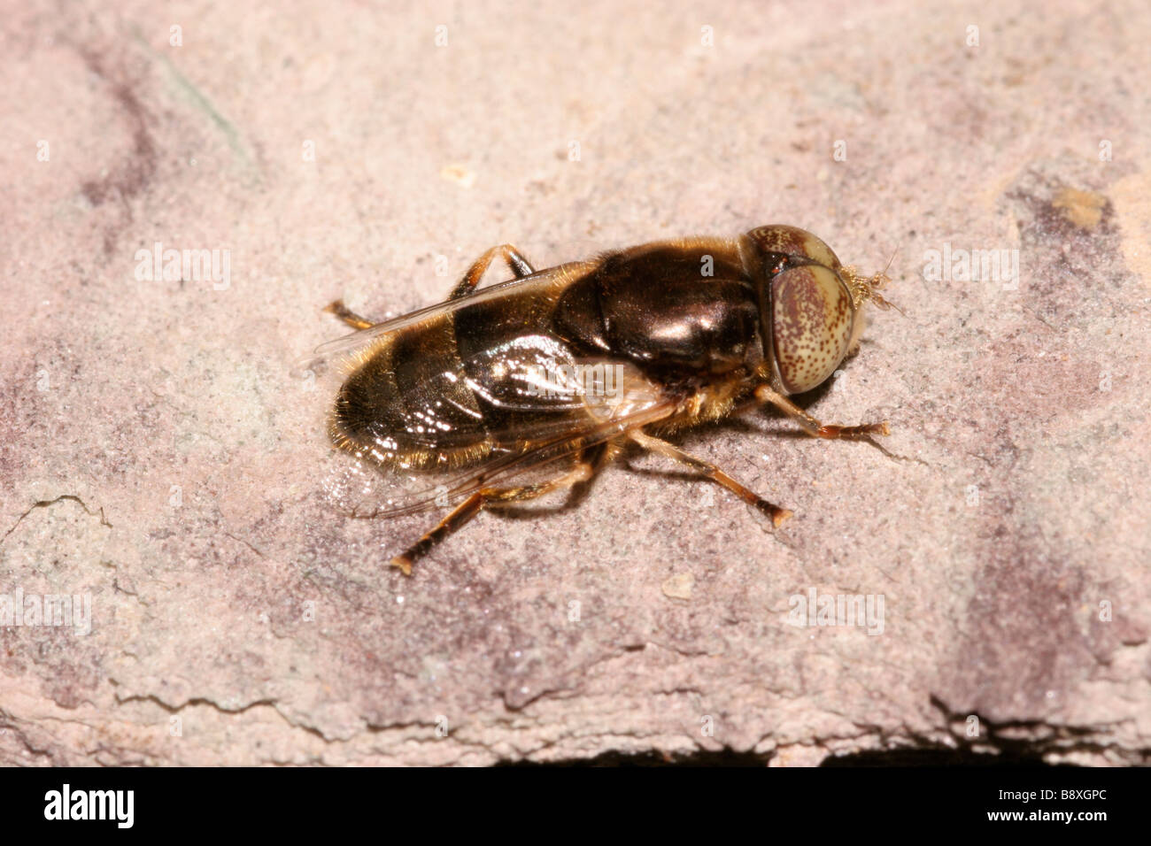 Hover fly face hi-res stock photography and images - Alamy