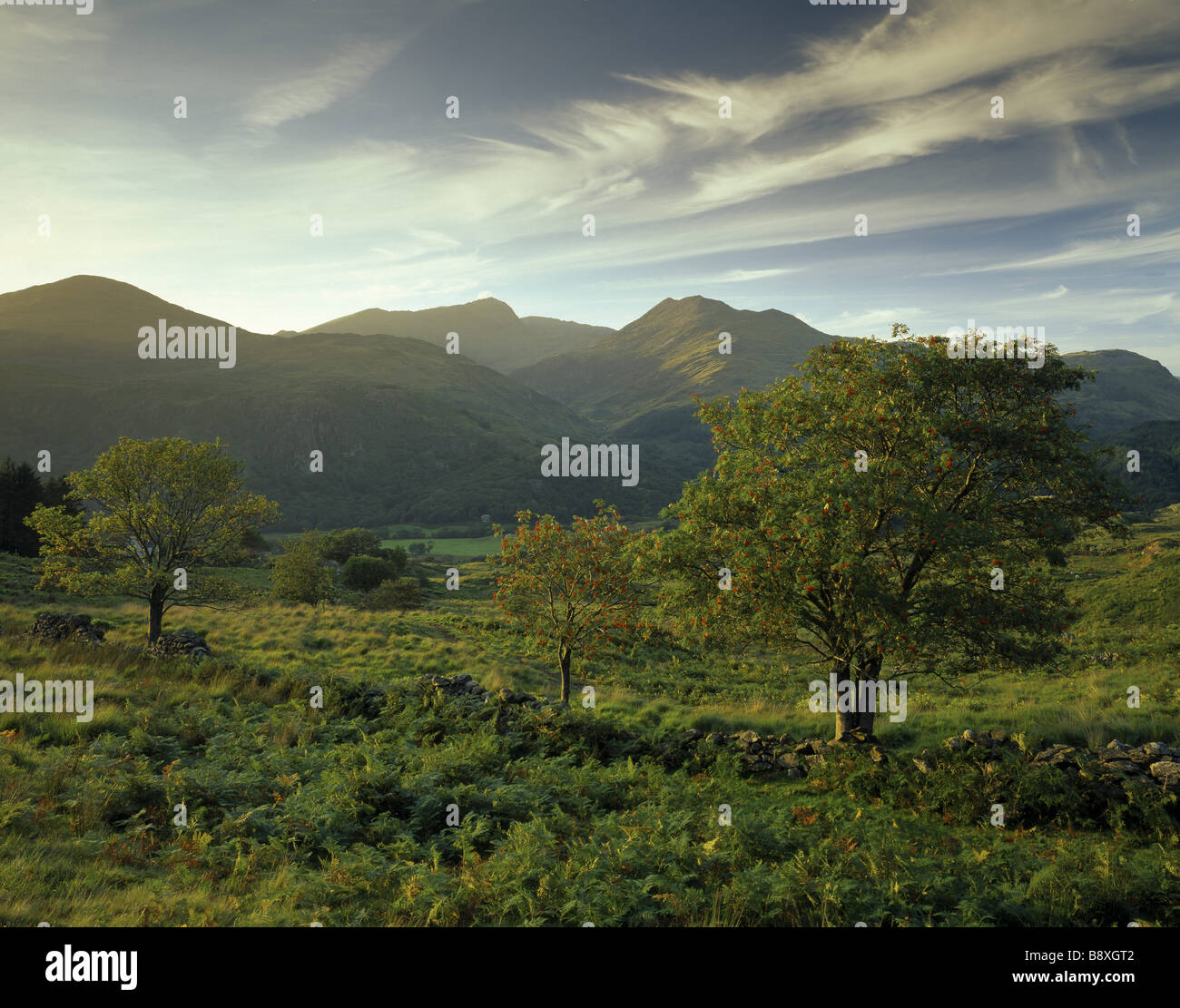 Rowan trees in Snowdonia Snowdon on the skyline with Hafod y Llan in ...