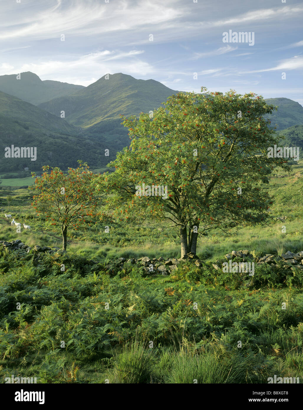 Rowan trees in Snowdonia with Snowdon in the background on the skyline ...