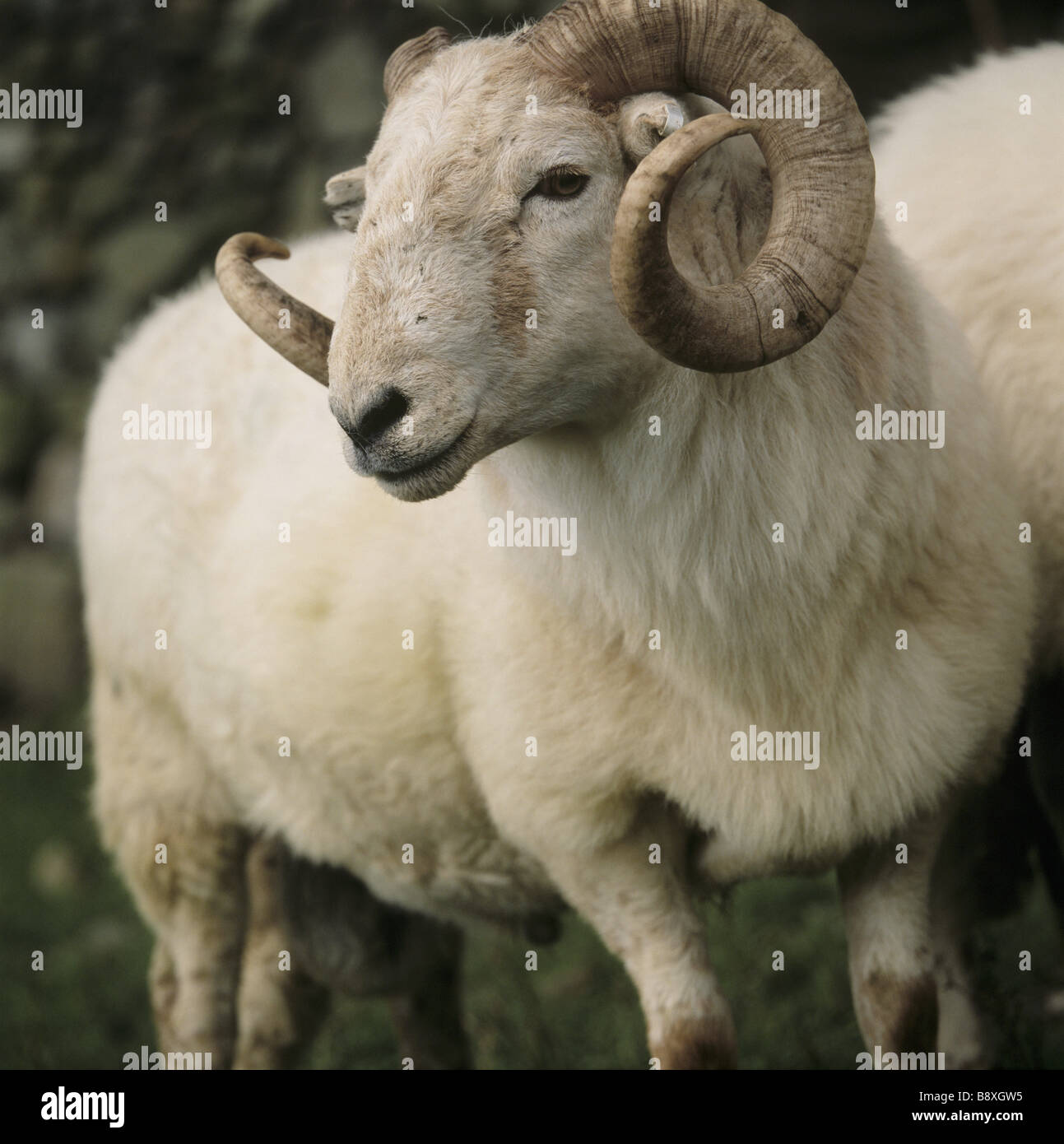 Curling ram horns hi-res stock photography and images - Alamy