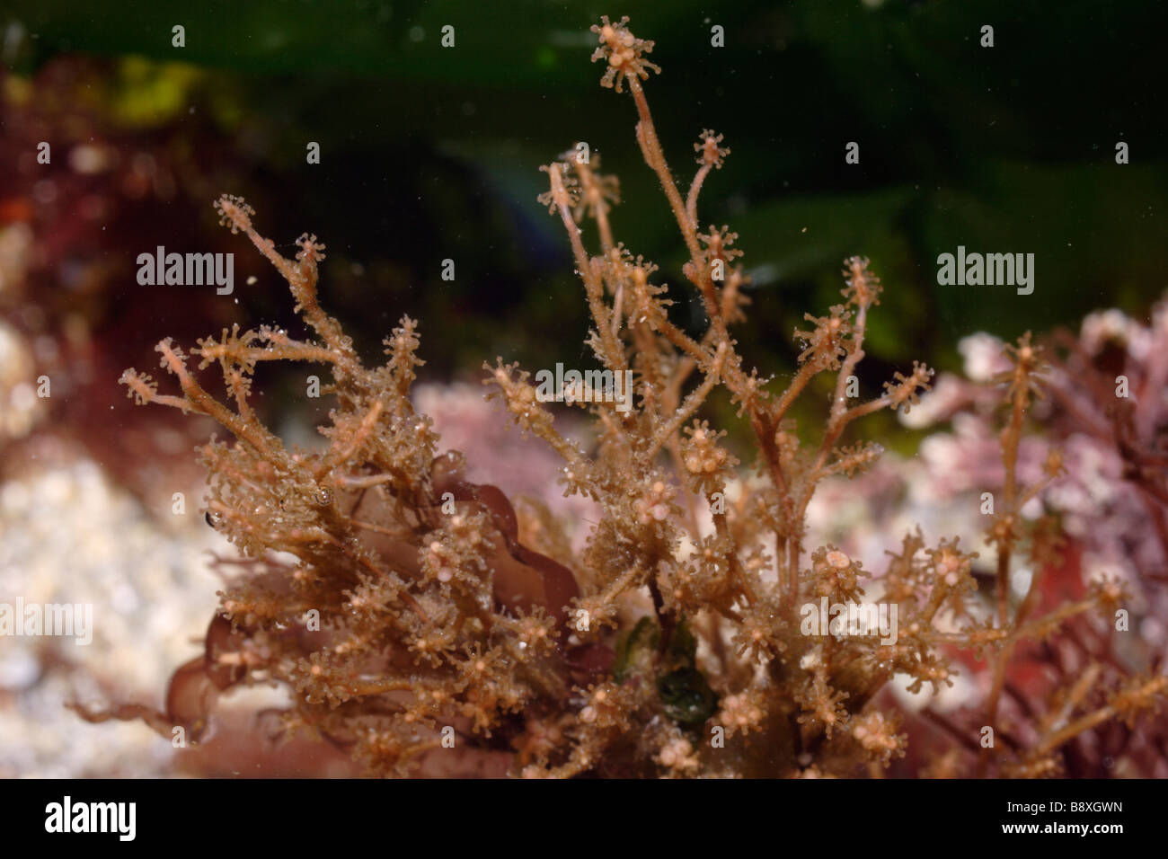 Hydroid Coryne pusilla Corynidae attached to seaweed in a rockpool UK ...