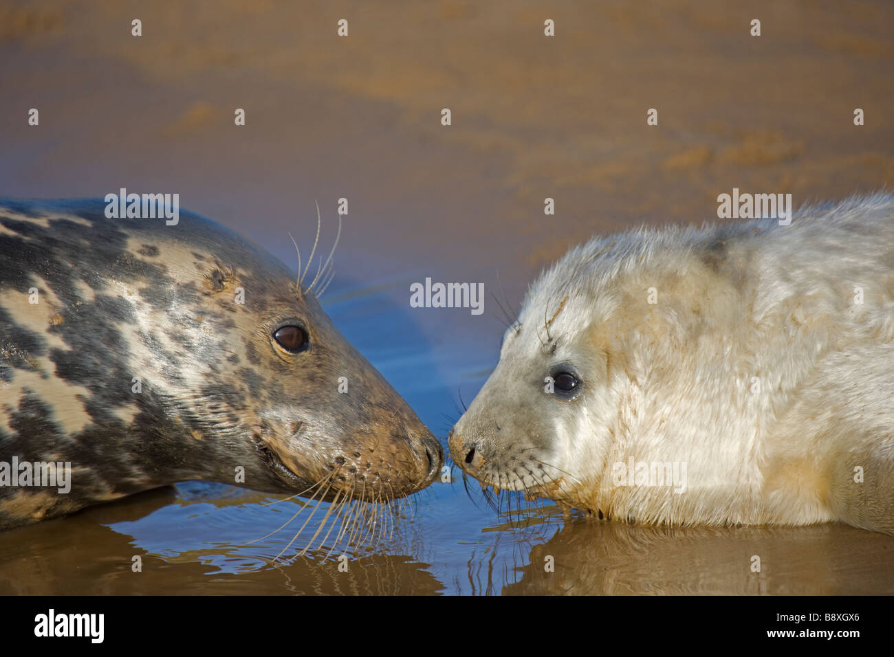 Cuddling seals hi-res stock photography and images - Alamy