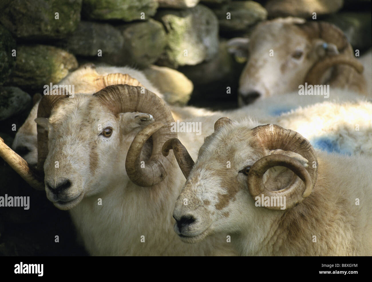 Sheep welsh horns hi-res stock photography and images - Alamy