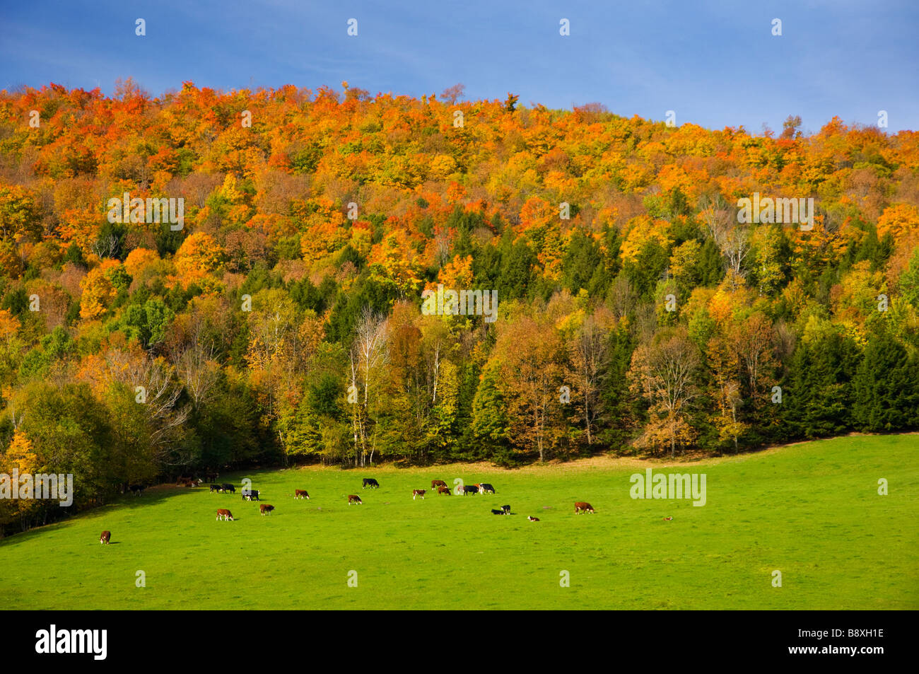 Fall foliage color with a pasture and cattle in rural Vermont USA Stock ...