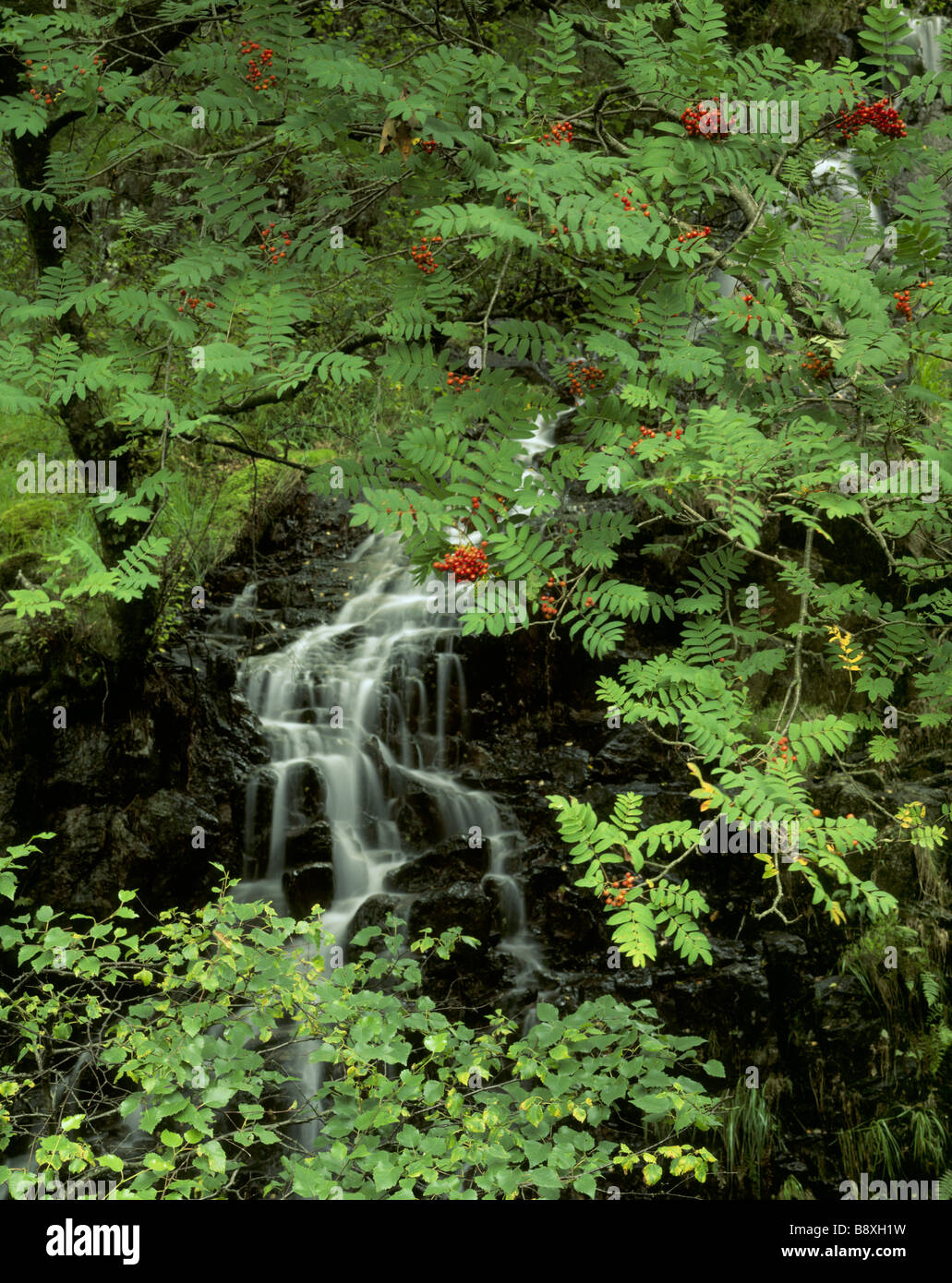A stream running through a wood and falling over rocks under a rowan ...