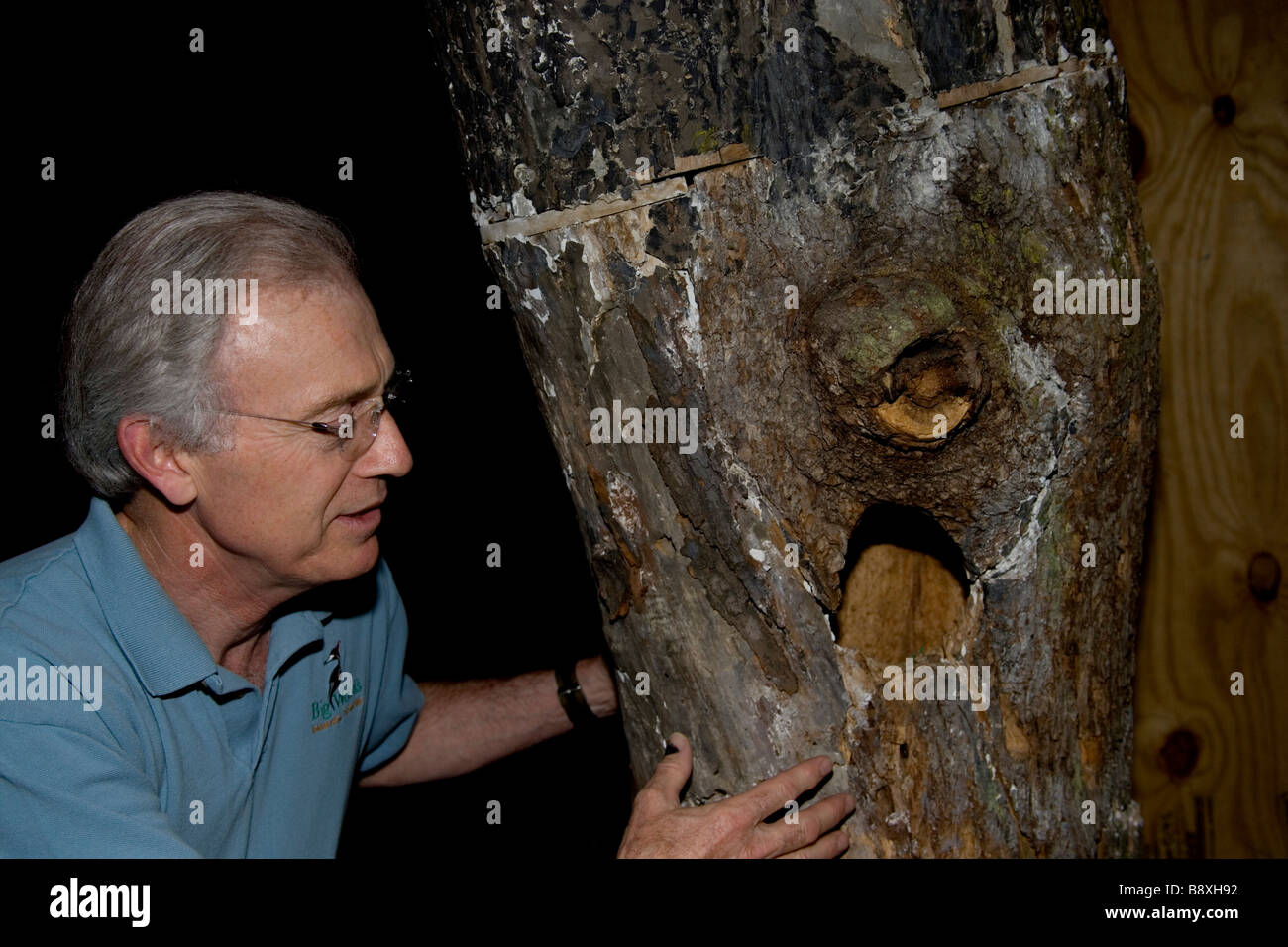 Tim Gallagher looking at Ivory-billed Woodpecker Nest - Cornell Lab of ...