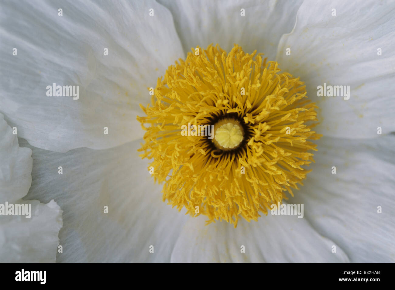 Hidcote white garden hi-res stock photography and images - Alamy