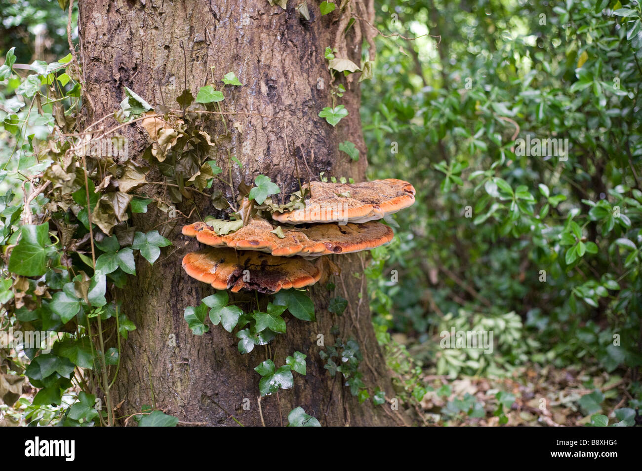 Bracket fungal hi-res stock photography and images - Alamy