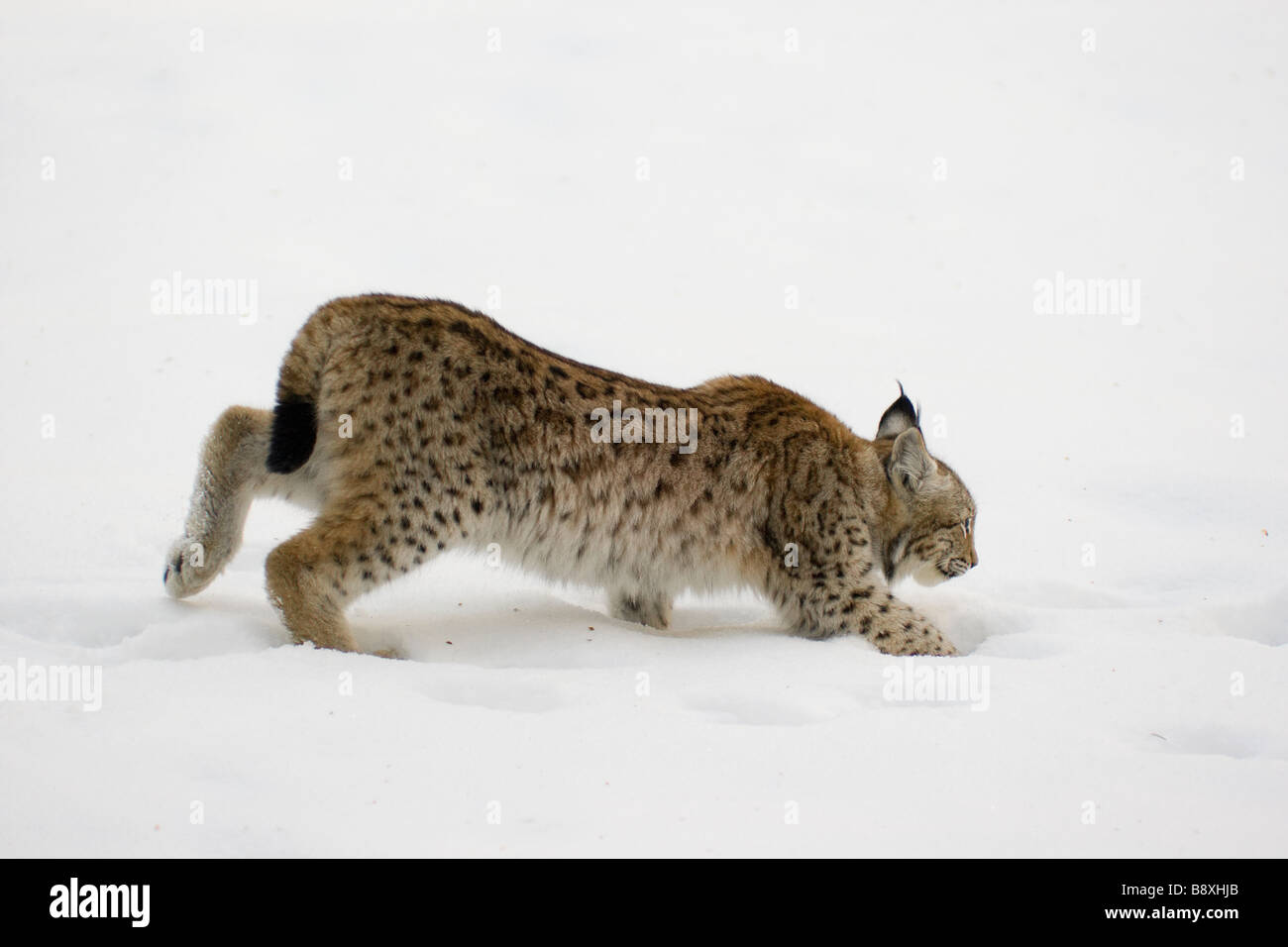 europe eurasian lynx walking on the snow Stock Photo - Alamy