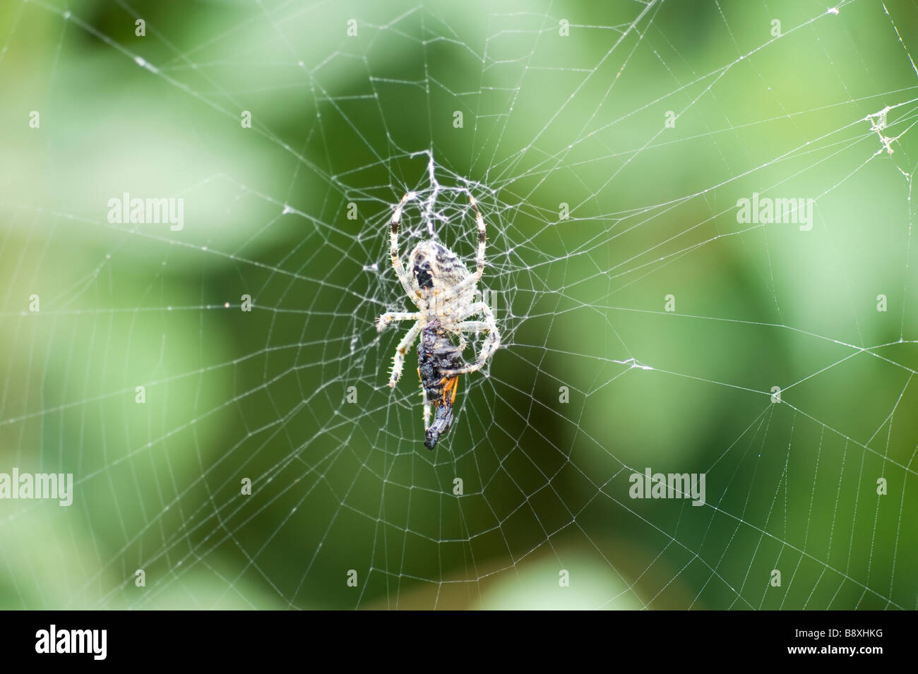 Spider web prey caught hi-res stock photography and images - Alamy