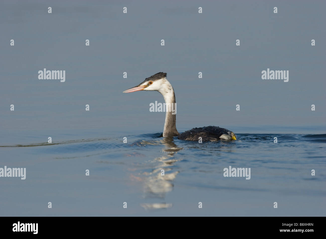 Great crested grebe winter hi-res stock photography and images - Alamy