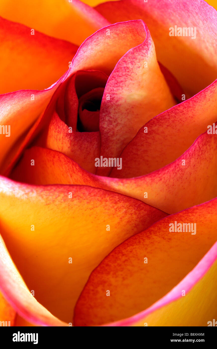 yellow and orange shade shades color colour colored coloured rose ...