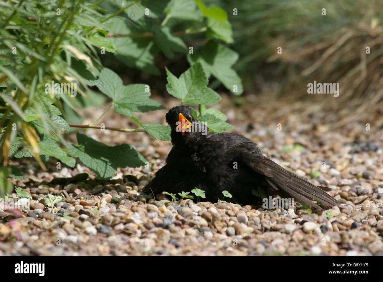 Sunbathing blackbird hi-res stock photography and images - Alamy