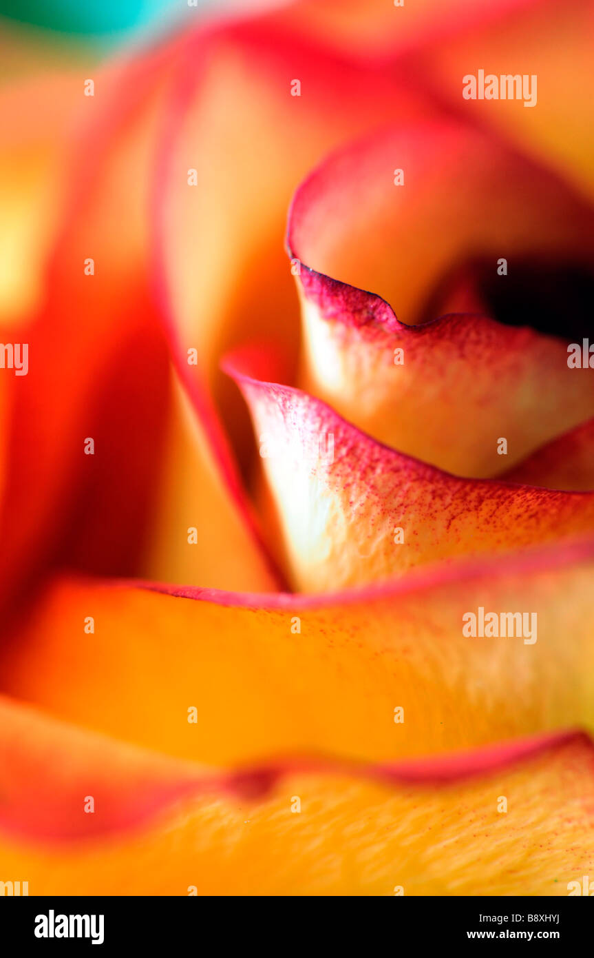 yellow and orange shade shades color colour colored coloured rose ...