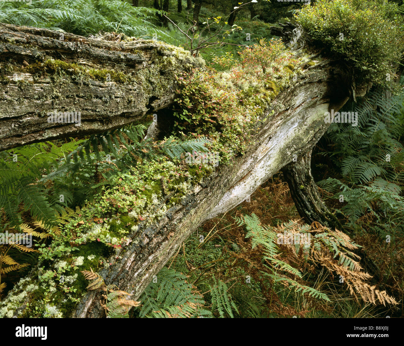 Holnicote trees hi-res stock photography and images - Alamy