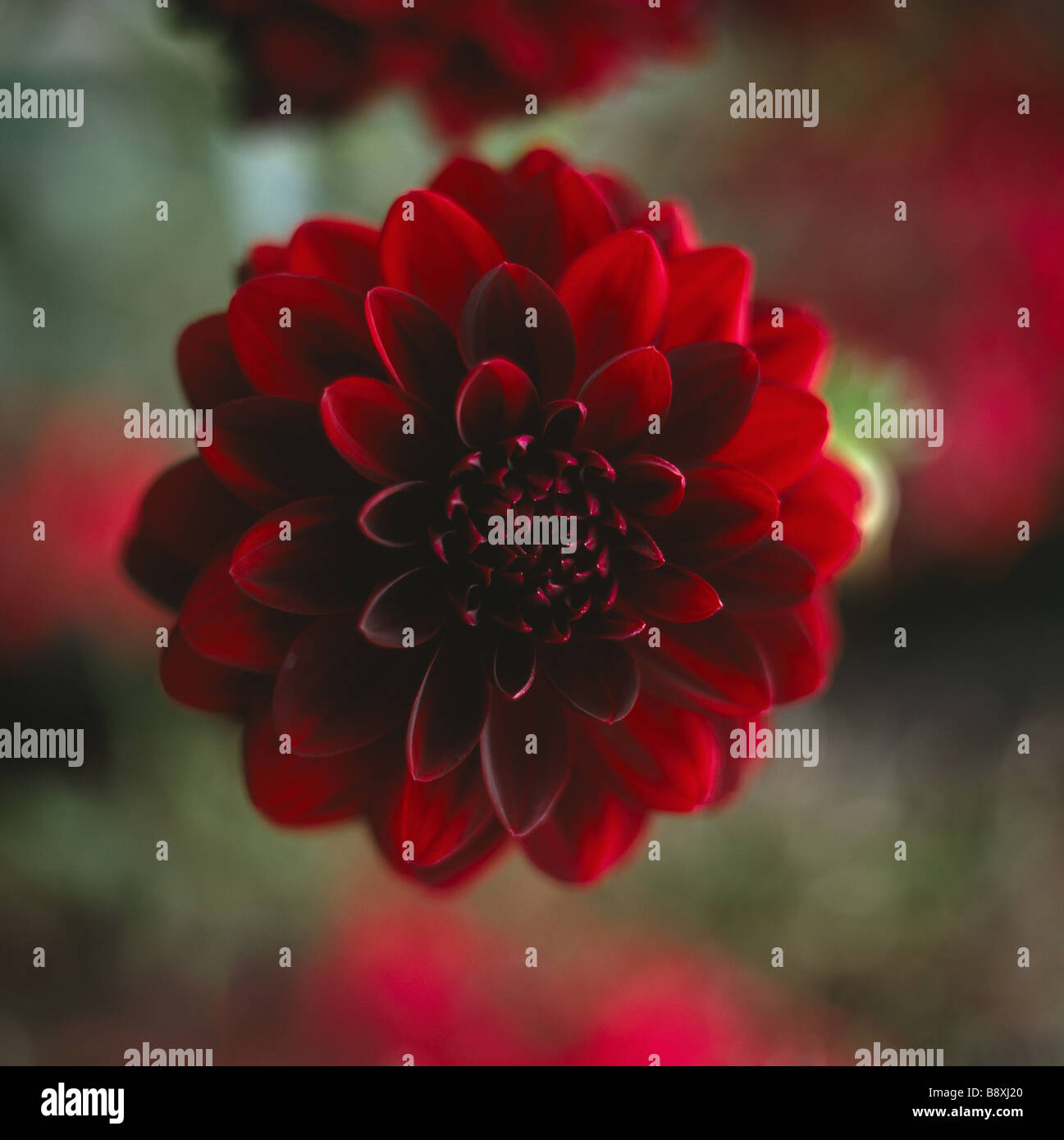 Close view of a deep red Dahlia in full bloom in the Red Border at ...