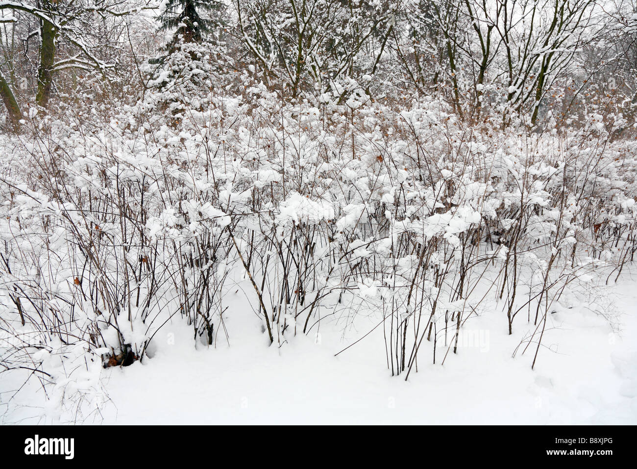 Snow ladden bushes Stock Photo - Alamy