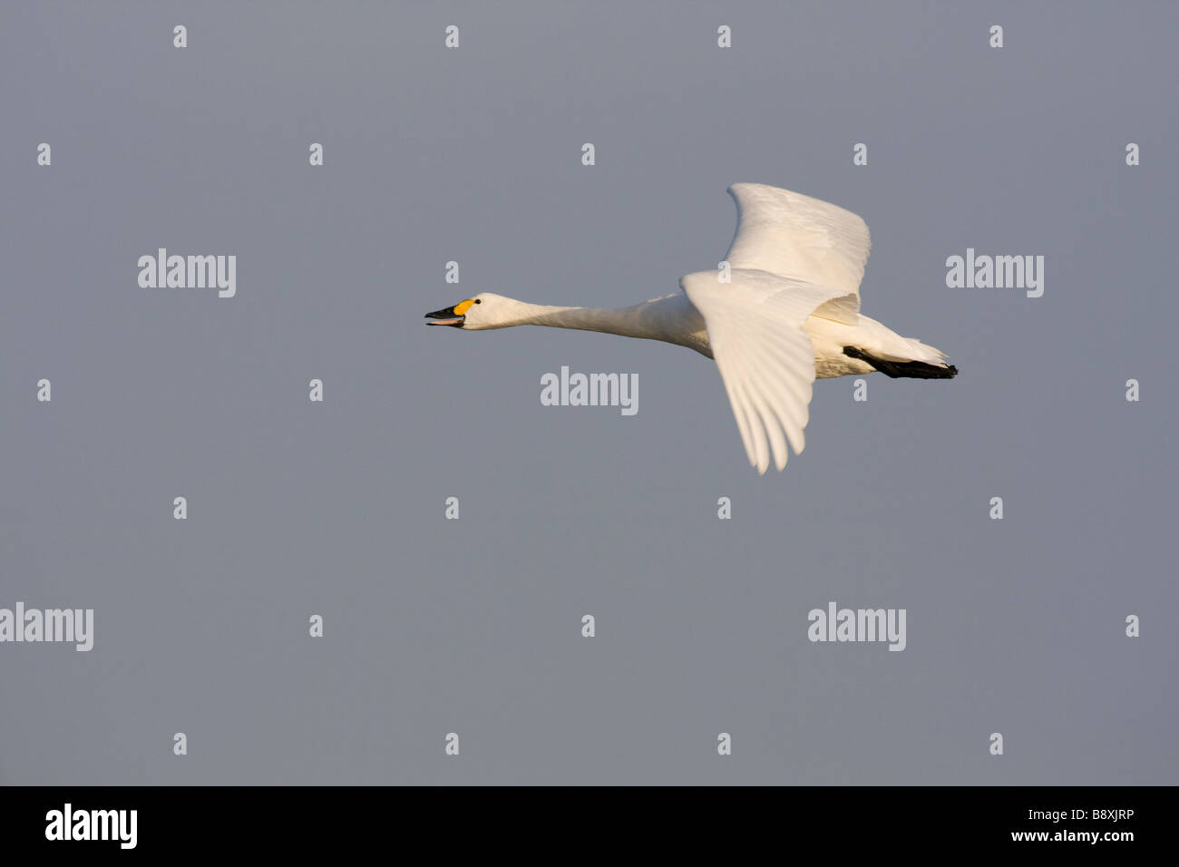Single Bewick's Swan Cygnus columbianus flying with wings outstretched ...