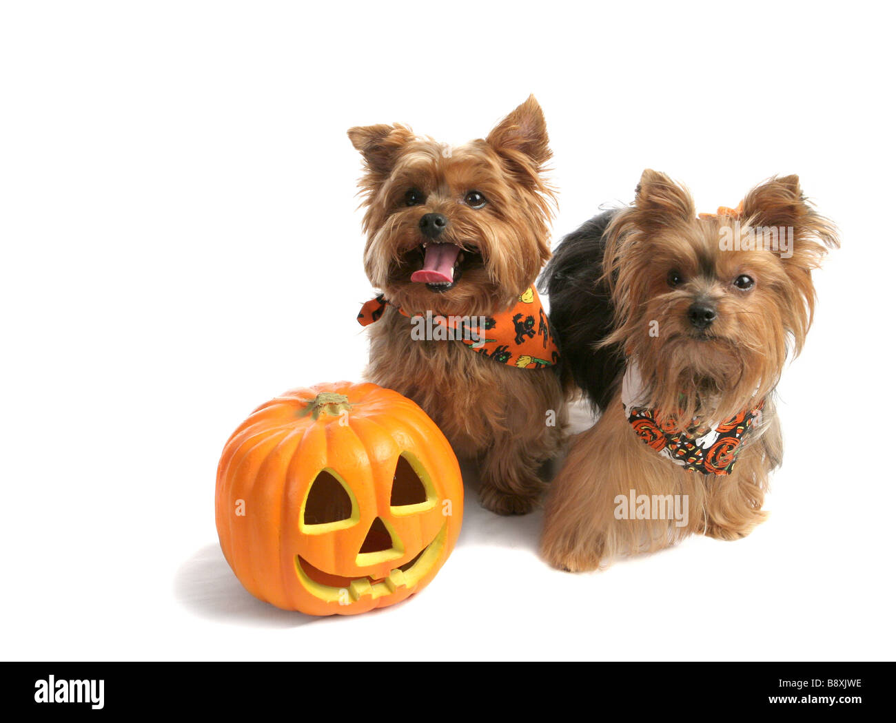 Two adorable yorkie siblings dressed up to trick or treat on halloween ...