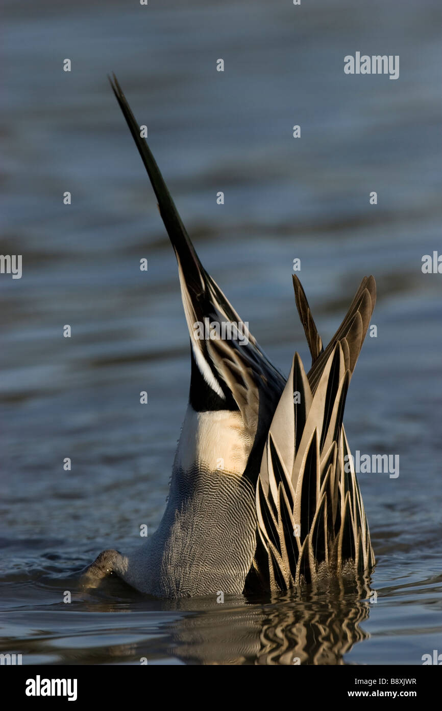 Drake Pintail Anas acuta feeding with tail in air showing pin tail ...