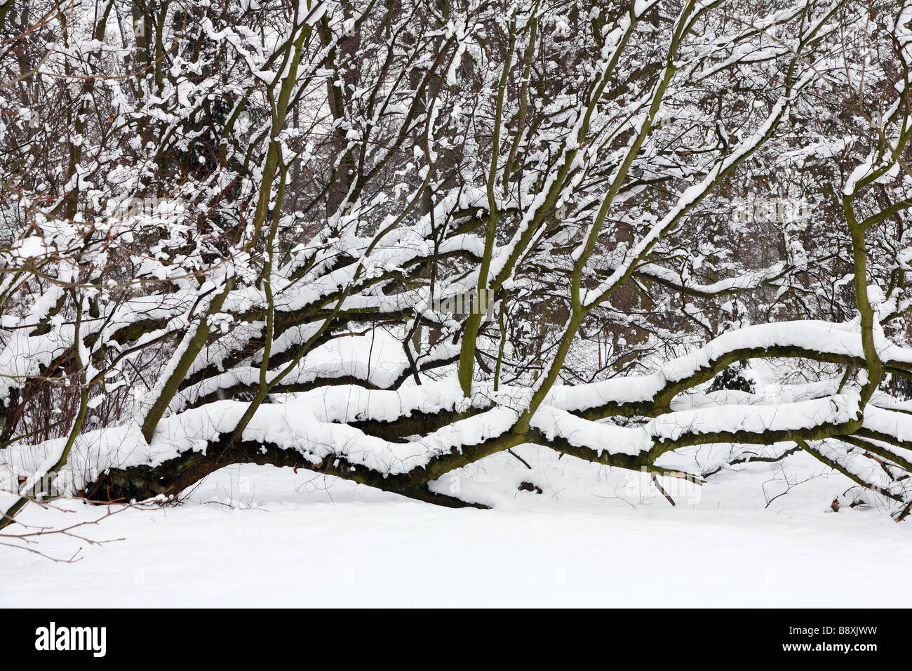 Ladden with snow hi-res stock photography and images - Alamy