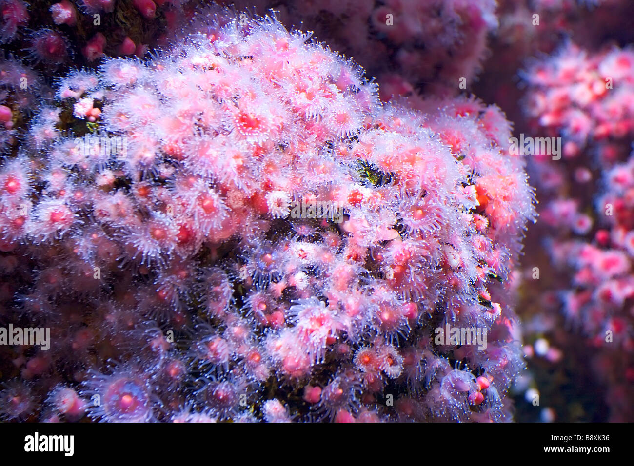 closeup of sea pink flowers Stock Photo - Alamy