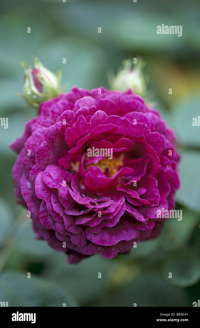 Gypsy rose hi-res stock photography and images - Alamy