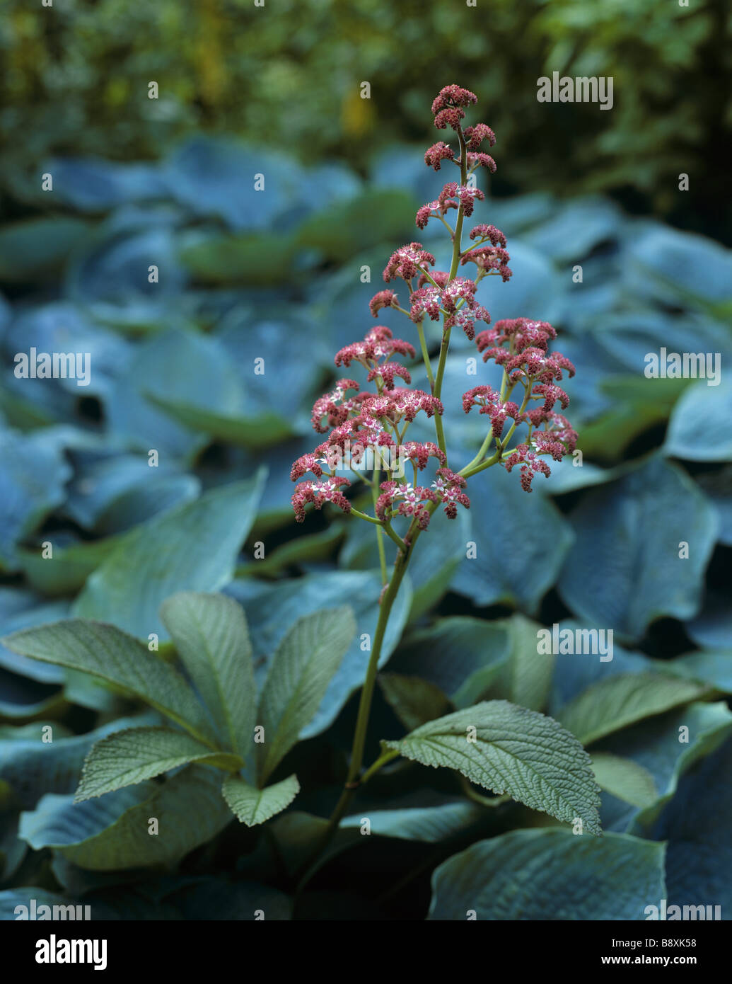 Rodgersia Pinnate Superba amongst Hostas in the middle stream garden at ...