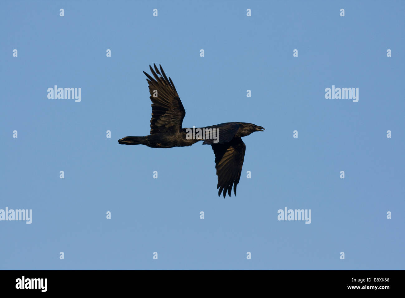 Corvus corax pair hi-res stock photography and images - Alamy