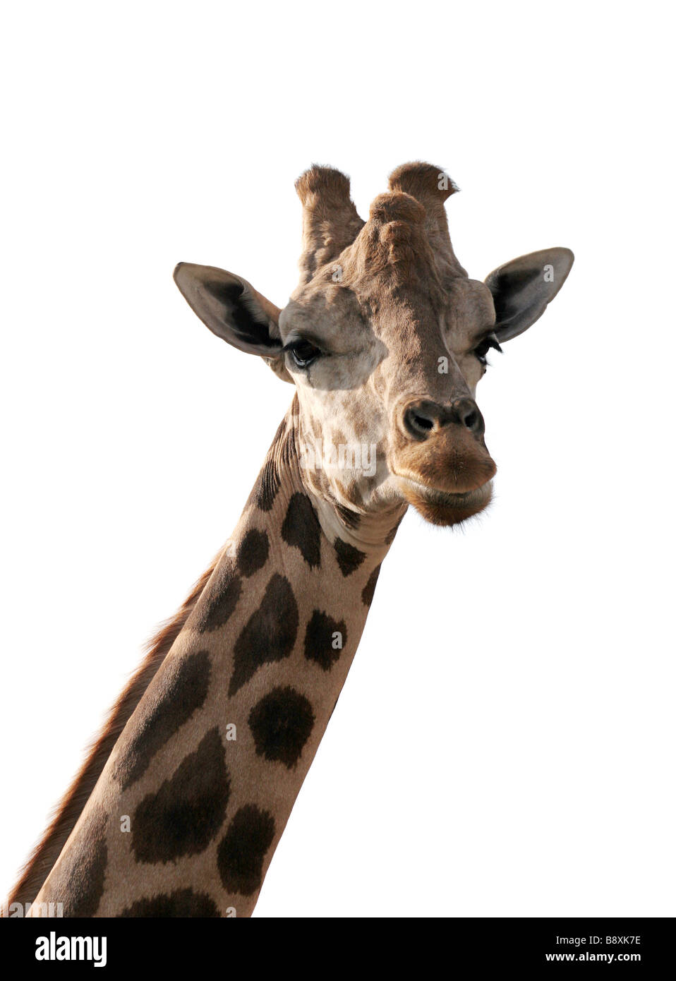 A giraffe isolated on white Stock Photo - Alamy