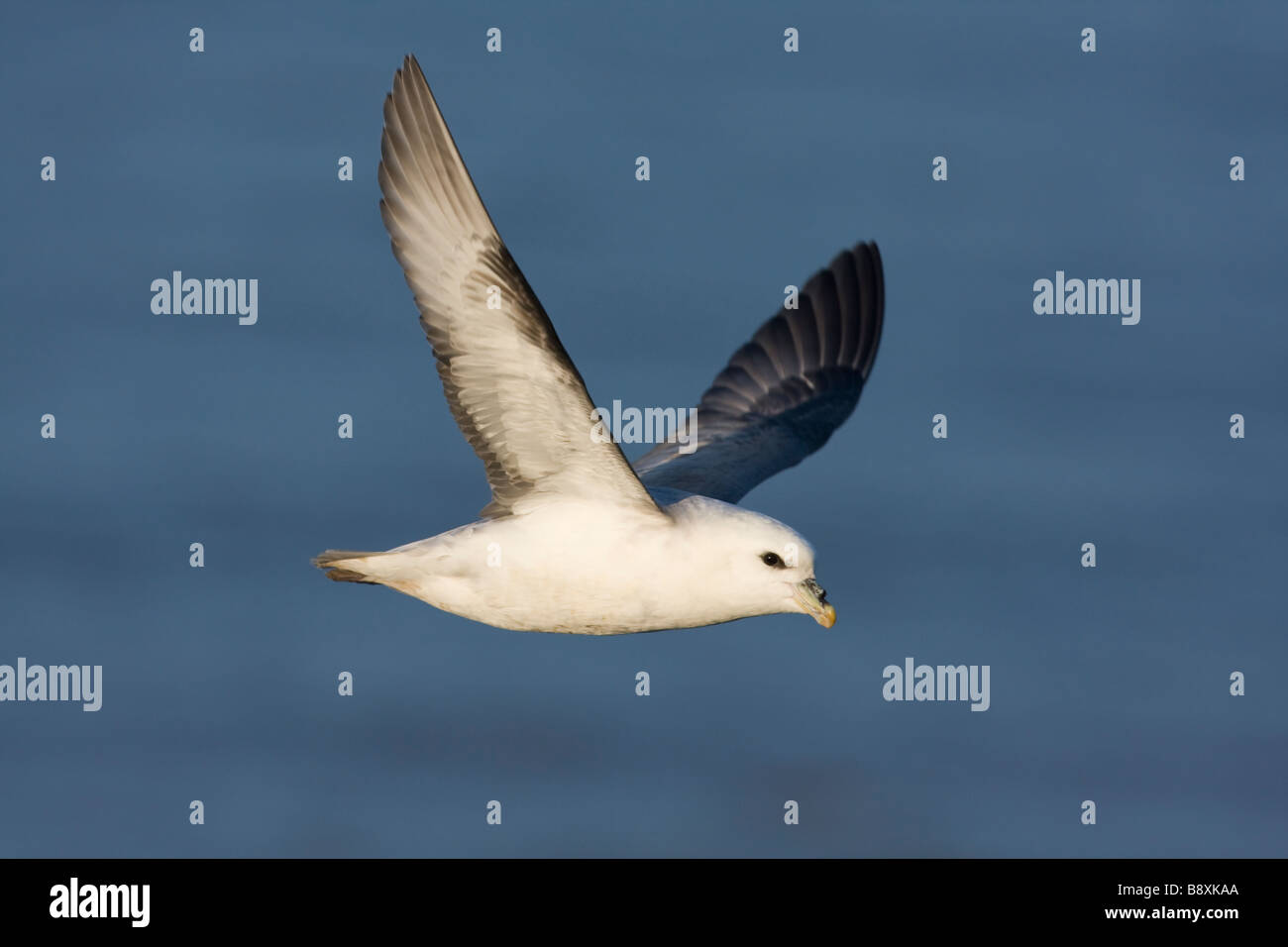 Single Northern Fulmar Fulmarus glacialis in flight with wings ...