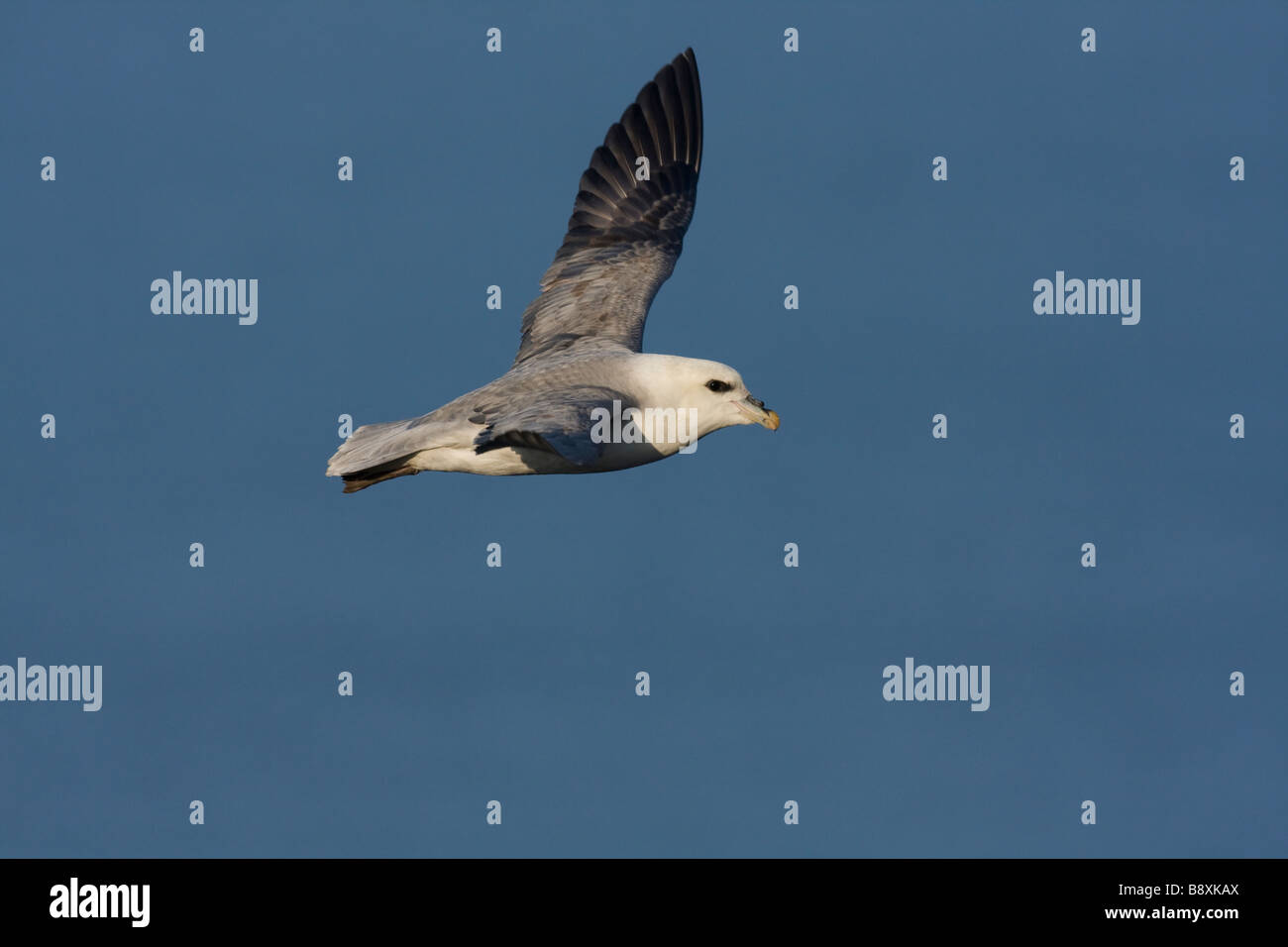 Single Northern Fulmar Fulmarus glacialis in flight with wings ...