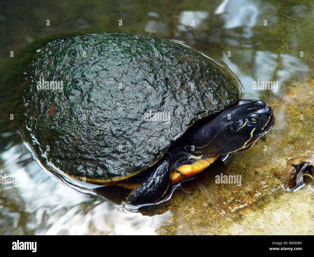Moss covered turtle hi-res stock photography and images - Alamy