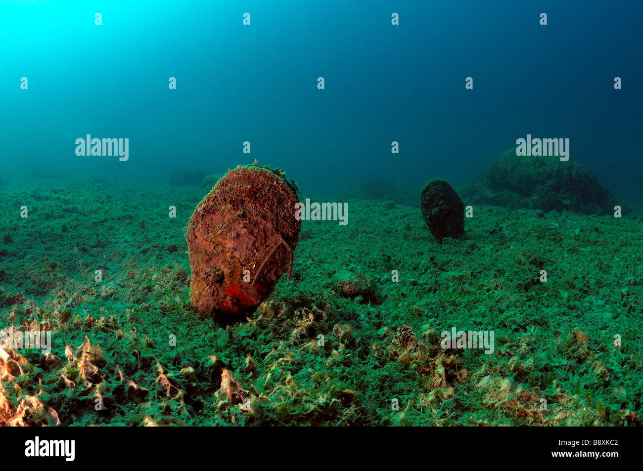 Pinna hi-res stock photography and images - Alamy