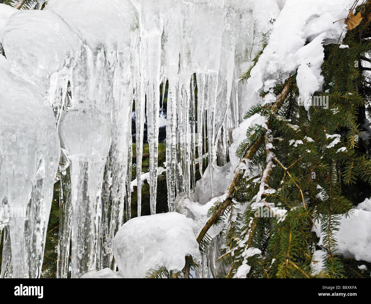 Fir-tree in ice Stock Photo - Alamy