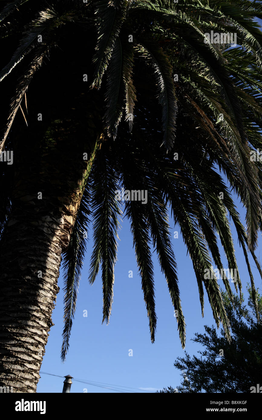 Palm shoots hi-res stock photography and images - Alamy