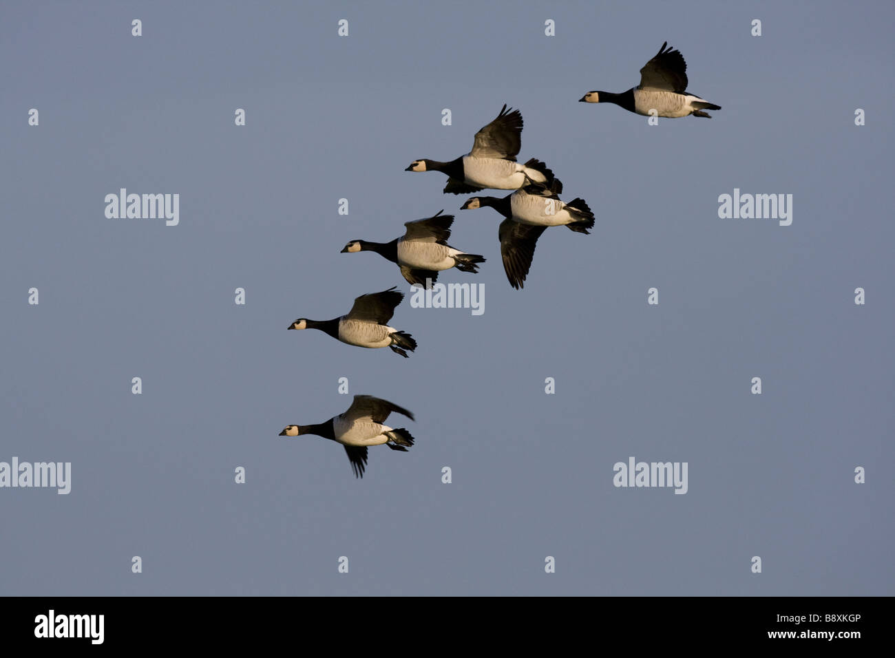 Small group of Barnacle Goose Branta leucopsis flying together against ...