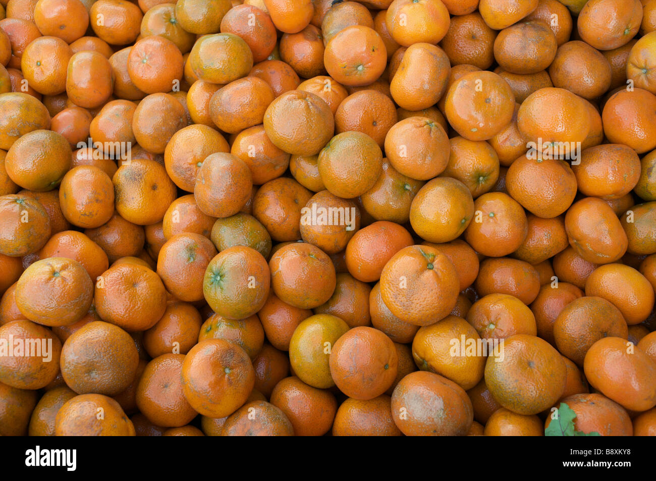 Harvest oranges florida hi-res stock photography and images - Alamy