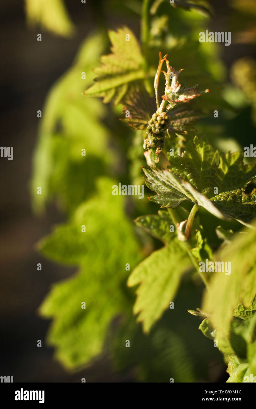 Crop images hi-res stock photography and images - Alamy