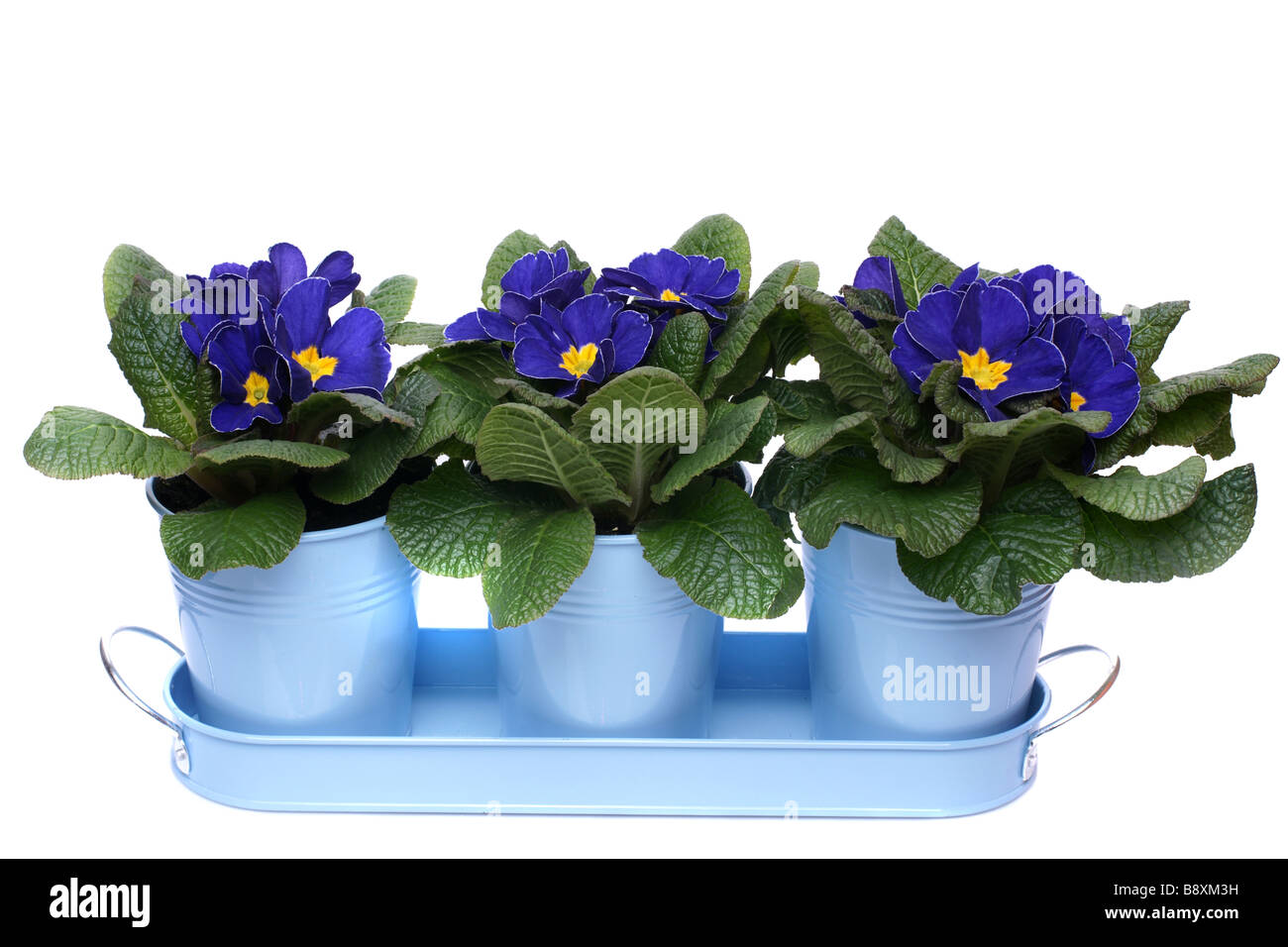 Bouquet primrose flowers in Cut Out Stock Images & Pictures - Alamy