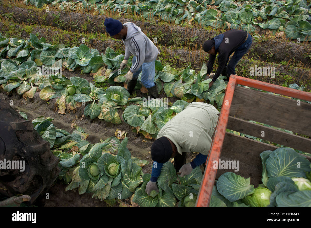 African american harvesting vegetables hi-res stock photography and ...
