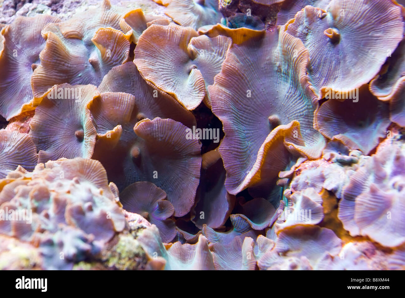 sea flora looks like pink mushrooms closeup Stock Photo - Alamy