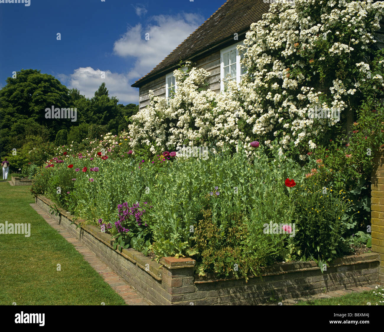 Rambling rector rose wall hi-res stock photography and images - Alamy