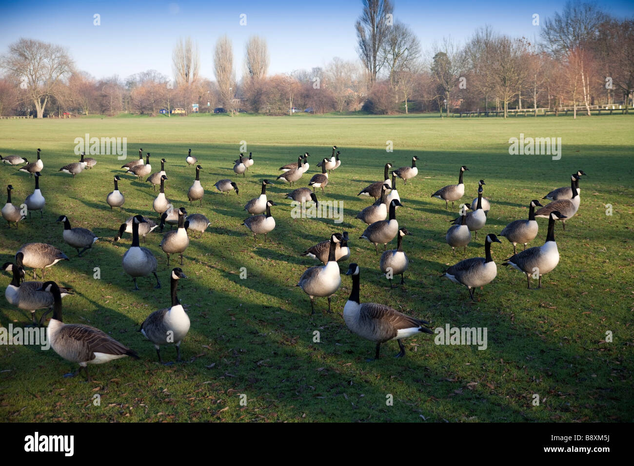 ducks walking across park duck out of water Stock Photo - Alamy