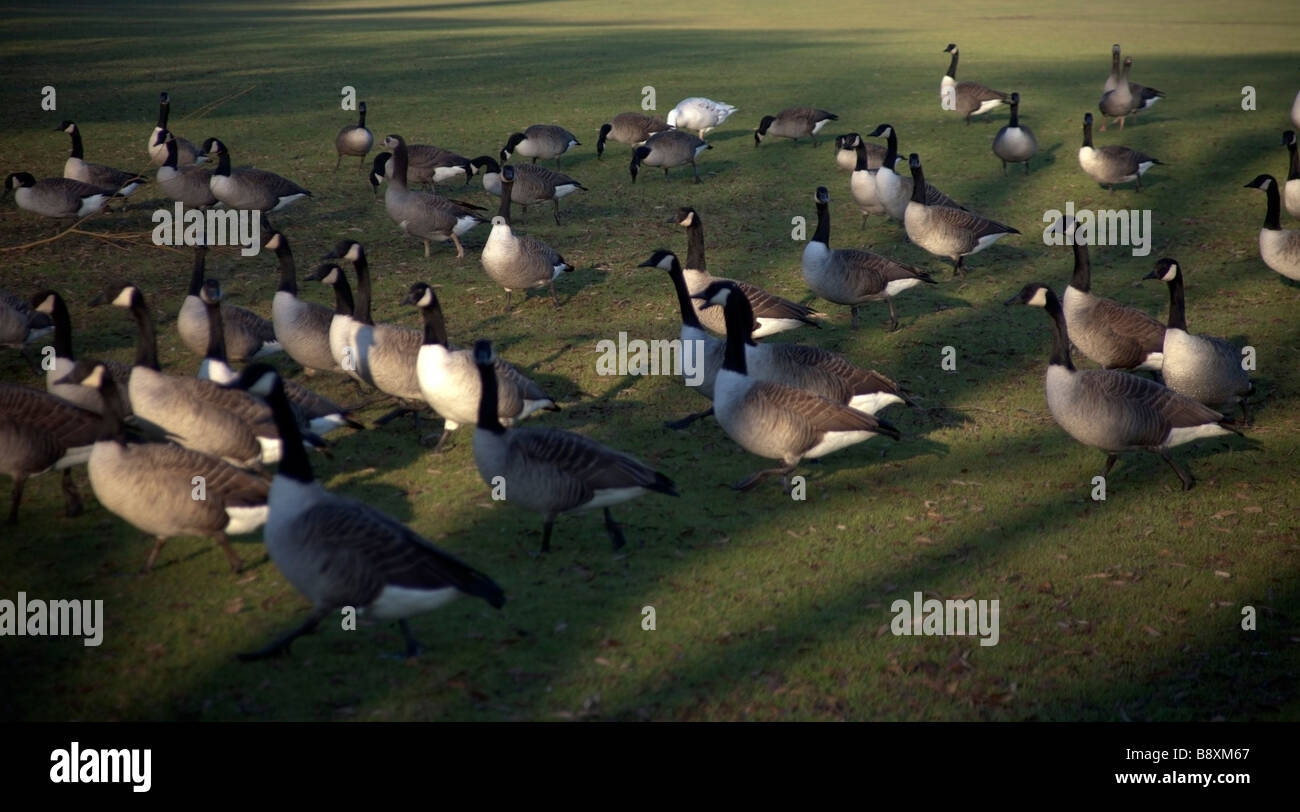 ducks walking across park duck out of water Stock Photo - Alamy