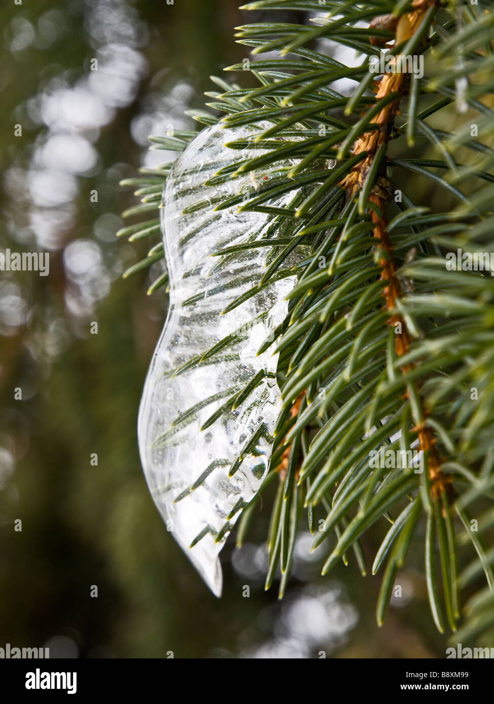 Icicle on fir-tree branch Stock Photo - Alamy
