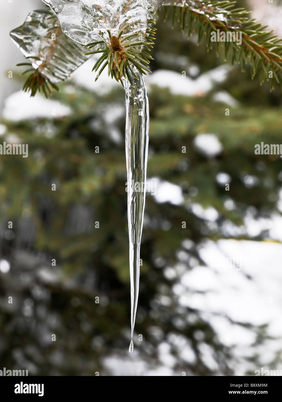 Icicle with frozen drop Stock Photo - Alamy